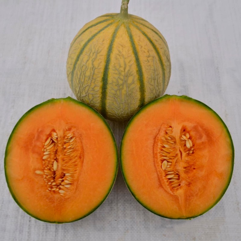 Hybrid Rock Cantaloup Seeds 2kg - LUTESEEDS