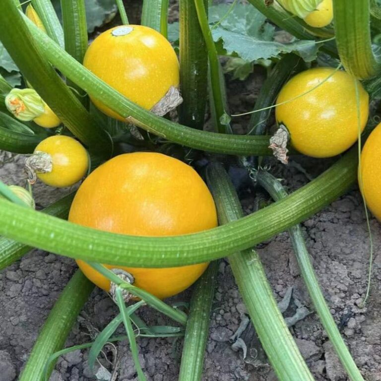 Hybrid Zucchini Seeds Round Golden Squash - LUTESEEDS