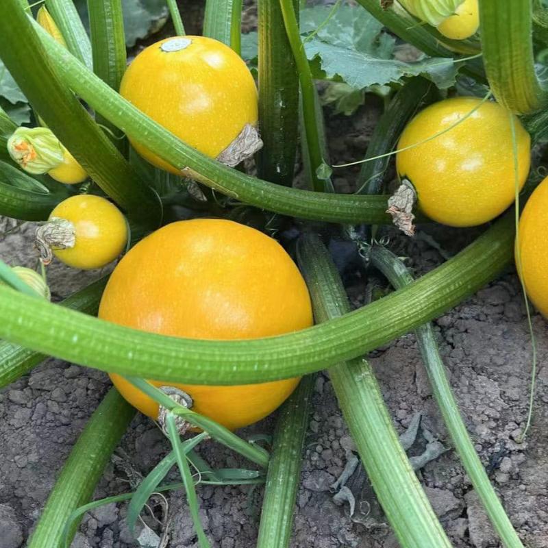 Hybrid Zucchini Seeds Round Golden Squash - LUTESEEDS