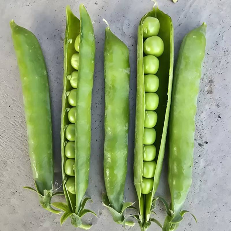 Hybrid Pea Seeds - LUTESEEDS